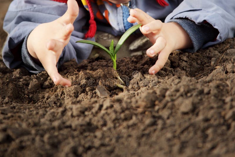 Sprout in children hand stock photo. Image of dirt, fragility - 25102616