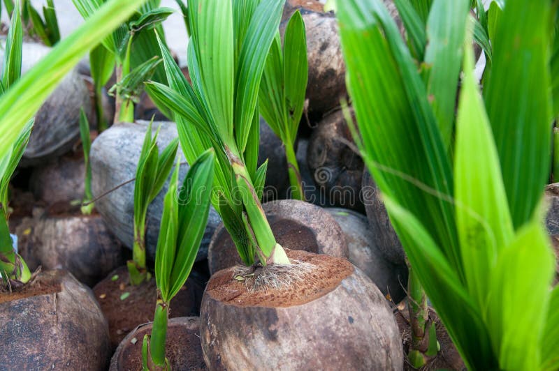 Sprout of coconut tree stock image. Image of driftwood - 27174559