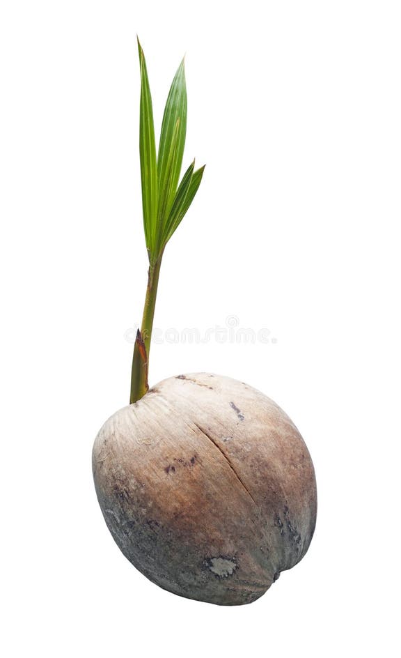 Sprout of coconut tree stock photo. Image of white, green - 27345832
