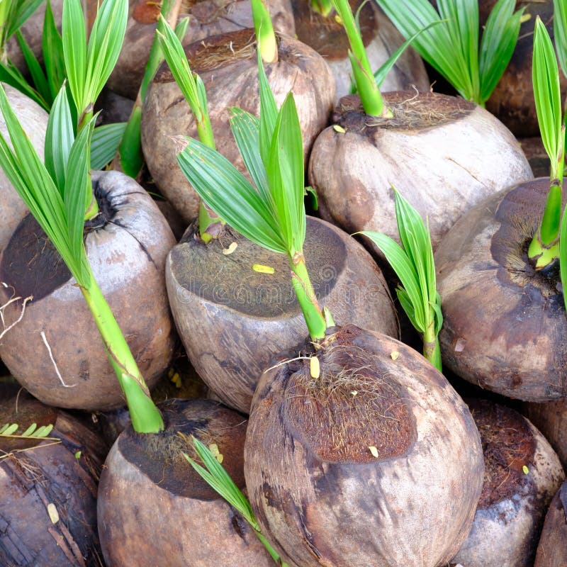 Sprout of coconut tree stock photo. Image of nursery - 83785702