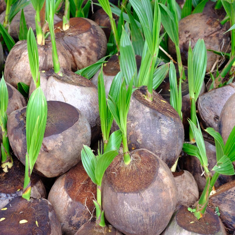 Sprout of coconut tree stock photo. Image of agriculture - 83785994