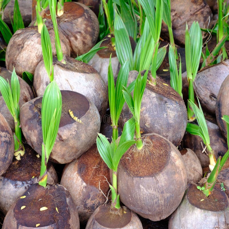 Sprout of coconut tree stock image. Image of beginning - 83786063