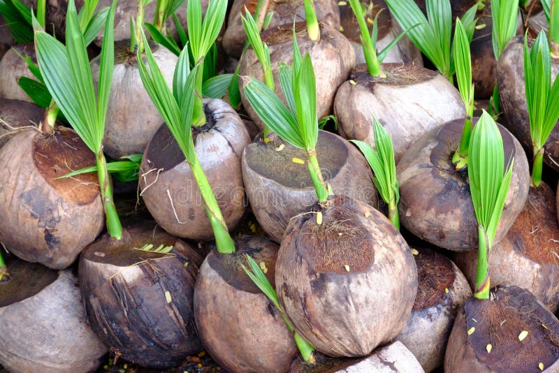 Sprout of coconut tree stock photo. Image of seed, tropic - 83786098