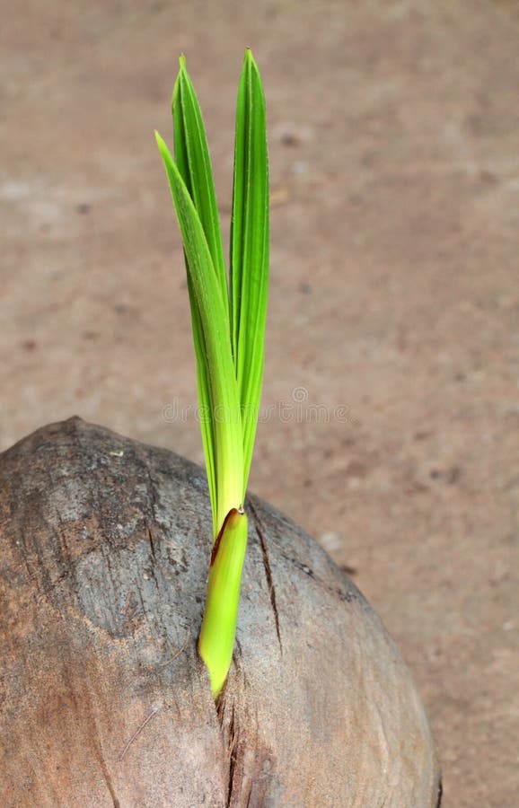 Sprout of coconut tree stock image. Image of nature, grow - 66393615
