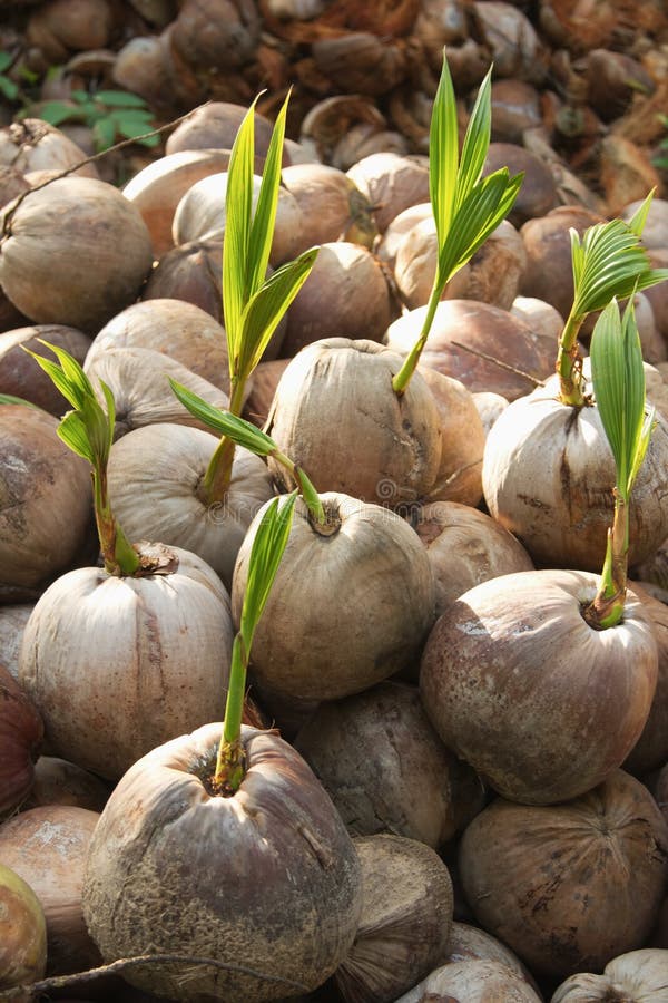 Sprout of coconut tree stock image. Image of asia, seed - 31754717