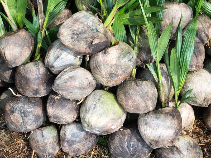 Coconut Seed Sprouts New Life Stock Photo - Image of growing, coconut ...