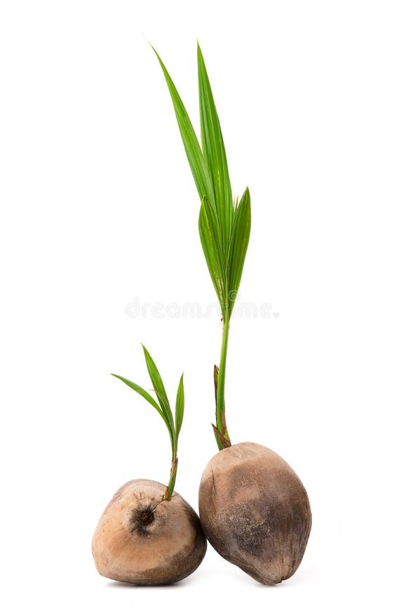 Sprout of coconut tree stock photo. Image of background - 48214450