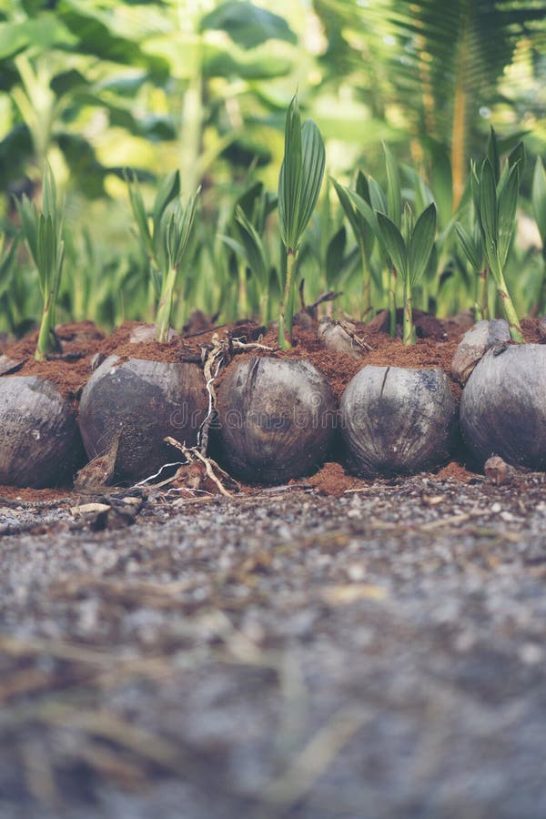 Sprout of Coconut Tree, Young Coconut Seed Germination Green Lea Stock ...