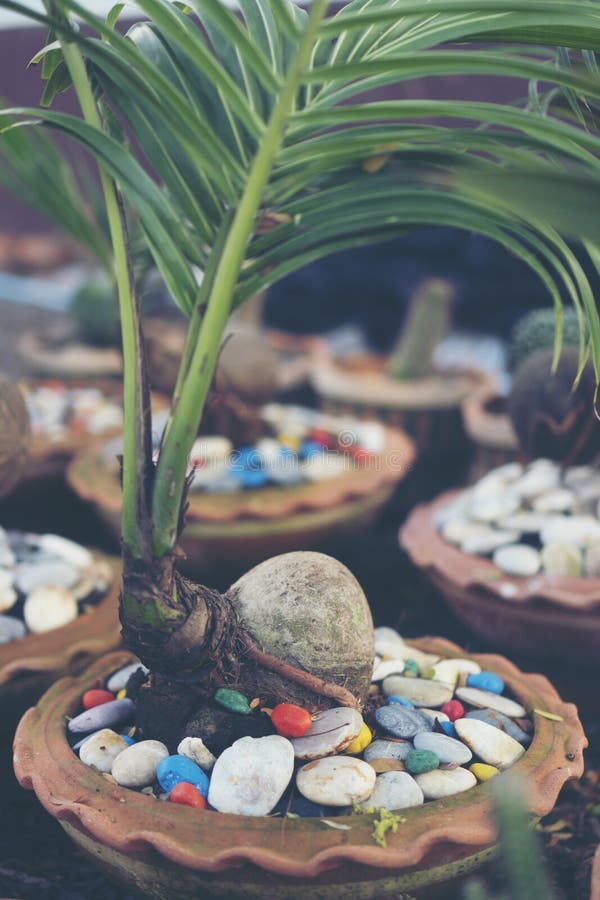 Sprout of Coconut Tree, Young Coconut Seed Germination Green Lea Stock ...