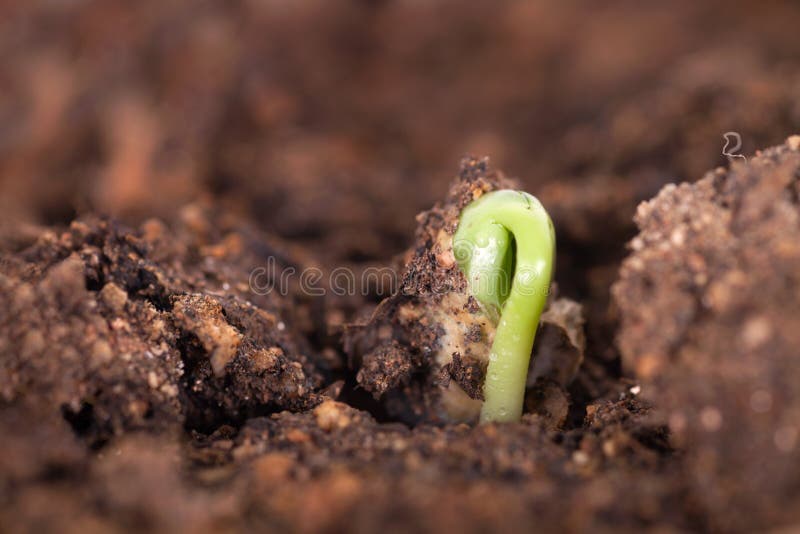 Sprout Coming Out of the Soil in Spring Stock Photo - Image of four ...
