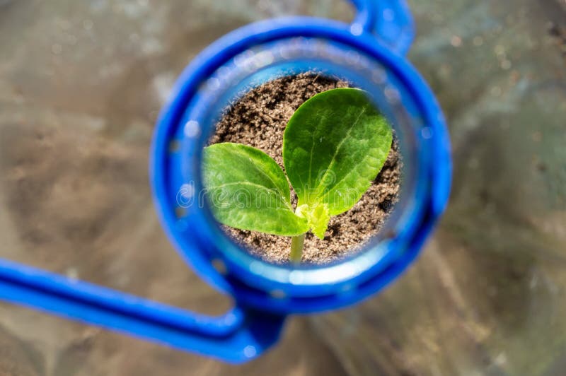 The Sprout is Covered with a Plastic Bottle. a Small Greenhouse Made of ...