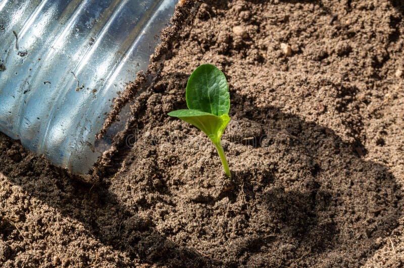 The Sprout is Covered with a Plastic Bottle. a Small Greenhouse Made of ...
