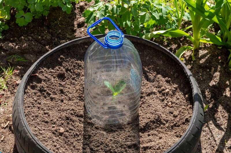 The Sprout is Covered with a Plastic Bottle. a Small Greenhouse Made of ...