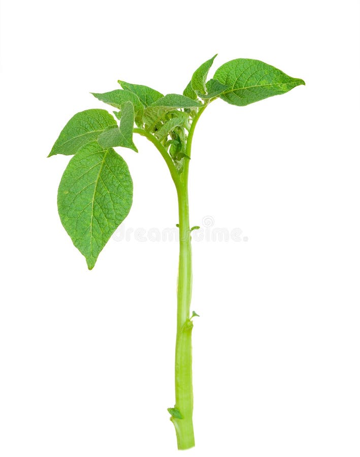Sprout da batata foto de stock. Imagem de verde, rural - 26027304