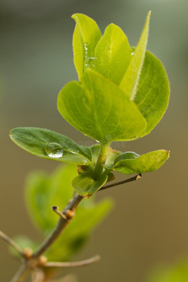 Sprout da folha da mola imagem de stock. Imagem de verde - 24082109