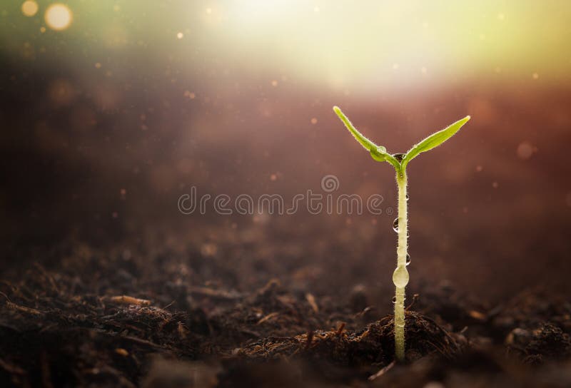 Sprout in dew drops stock image. Image of green, ground - 269875897