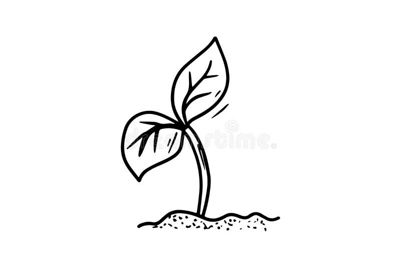 A Sprout Drawn with a Black Outline. Vector Graphics Stock Vector ...