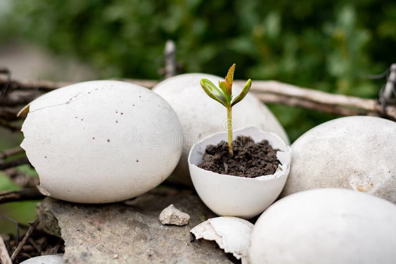 Sprout in eggshell stock photo. Image of originality - 140669510