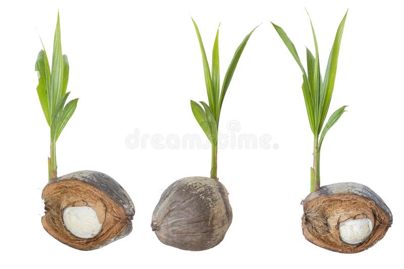 Sprout and Embryo Bud of Coconut Tree on White Background Stock Image ...