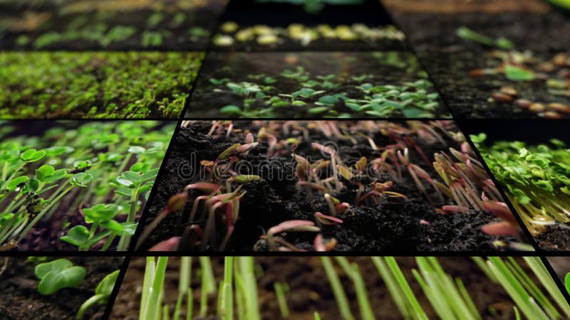 Sprout Emergence Timelapse: Visual Journey through Growth of Plants ...