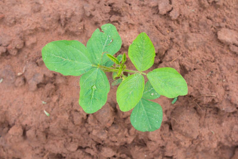 Sprout in farm stock photo. Image of farm, life, farming - 32079284