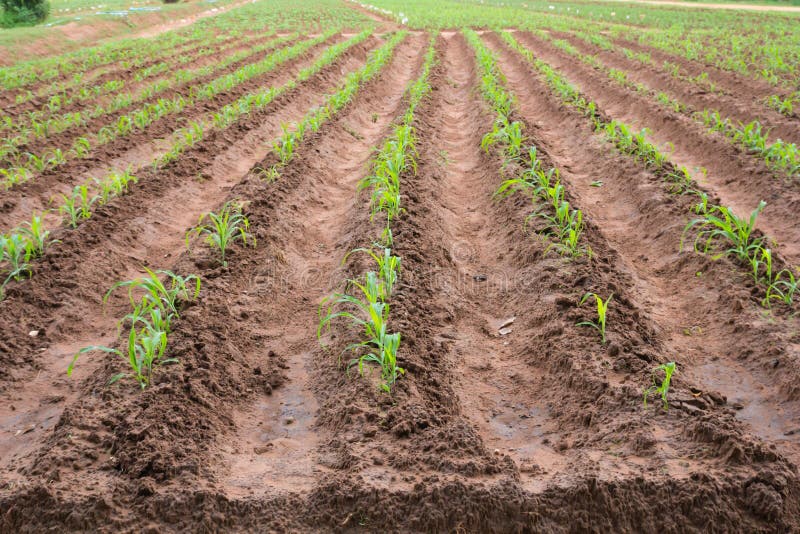 Sprout in farm stock photo. Image of cultivation, ground - 32079172