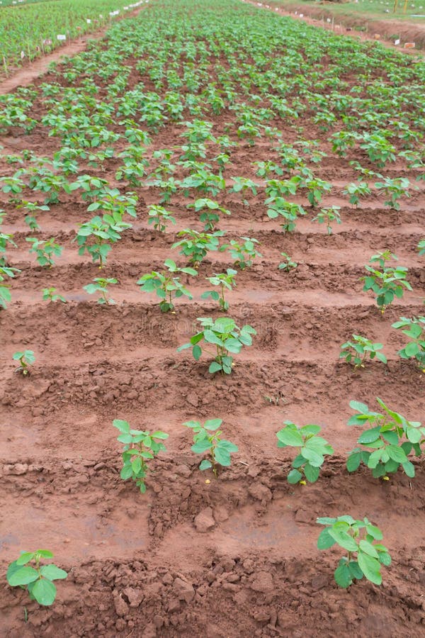 Sprout in farm stock photo. Image of crop, leaf, cultivation - 32079404