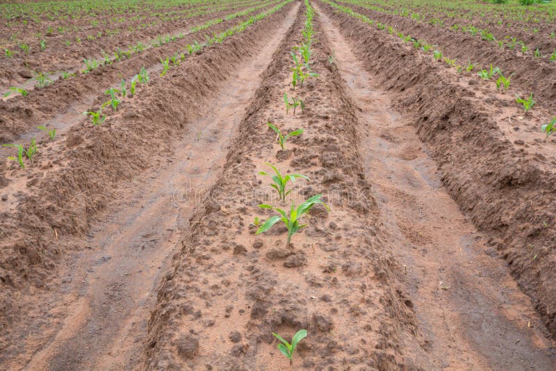 Sprout in farm stock image. Image of grow, harvest, fresh - 32079601