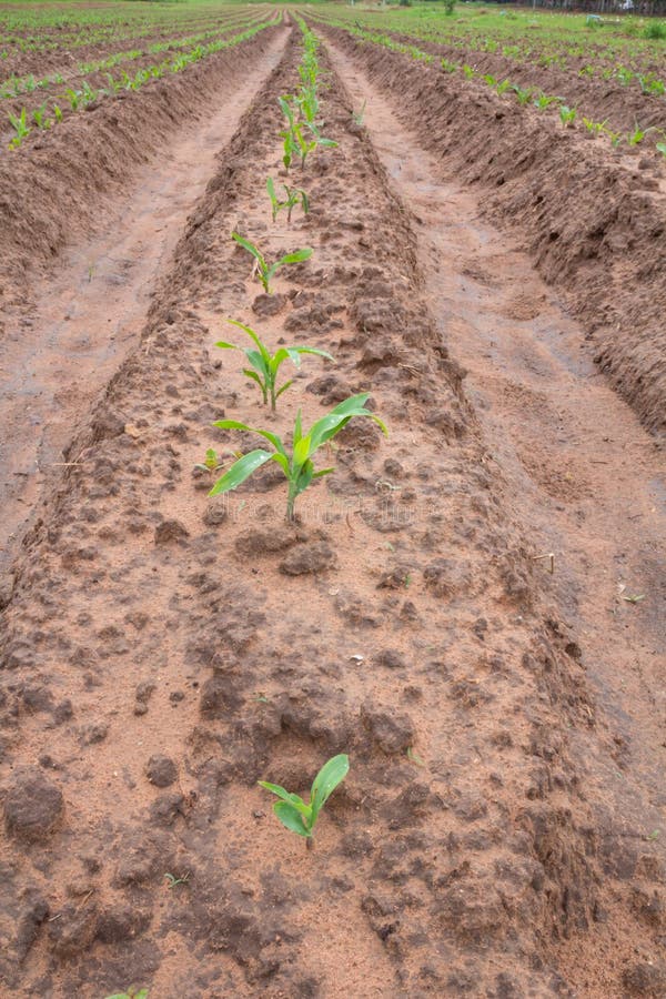Sprout in farm stock image. Image of landscape, harvest - 32079691