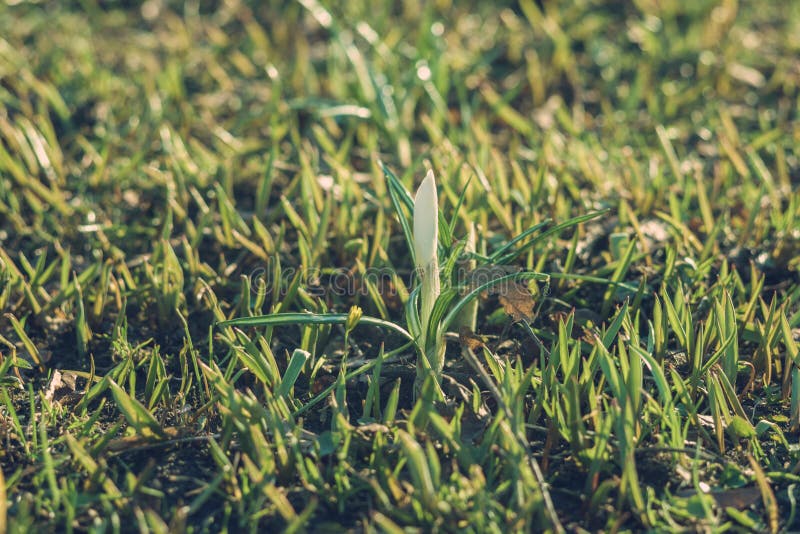 Sprout of First Spring Flower Stock Photo - Image of fresh, freshness ...