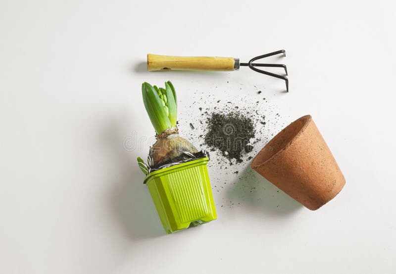 A Sprout of a Flower Ready for Transplant Stock Photo - Image of season ...