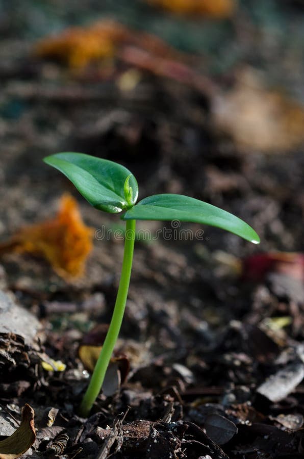 Oak sprout stock image. Image of germination, wood, grow - 13463235