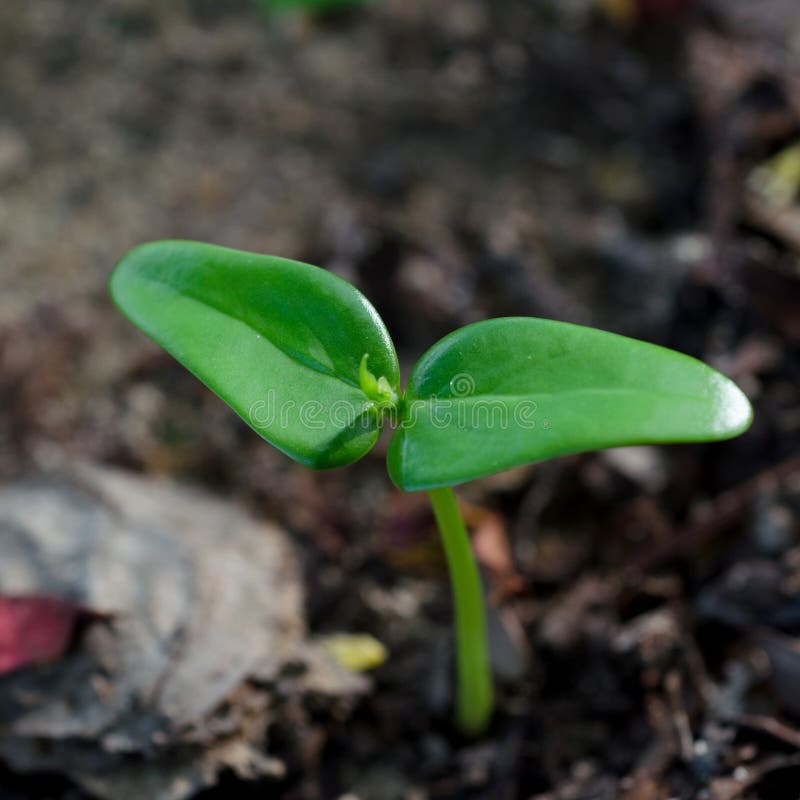 Sprout in the forest stock image. Image of hope, ideas - 31748213