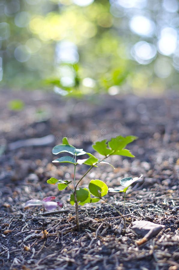Sprout in the forest stock photo. Image of grow, outdoors - 95282638