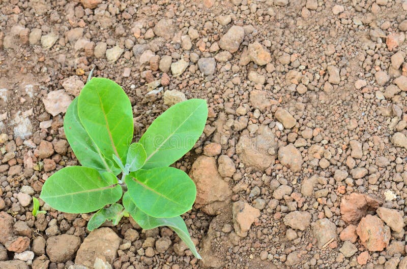 Sprout in the forest stock photo. Image of green, growin - 38801278