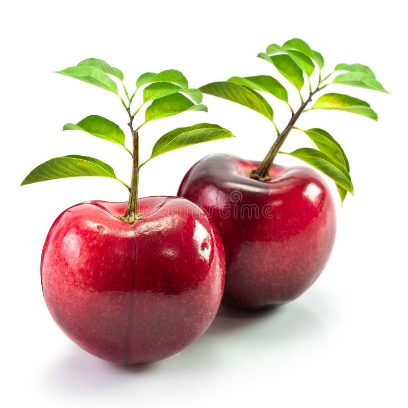 Sprout on Fresh Cherry Fruit Stock Photo - Image of produce, organic ...