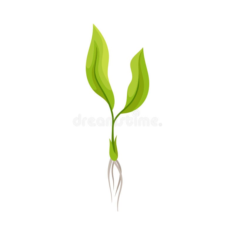 Sprout of Grape Plant with Weak Roots Isolated on White Background ...