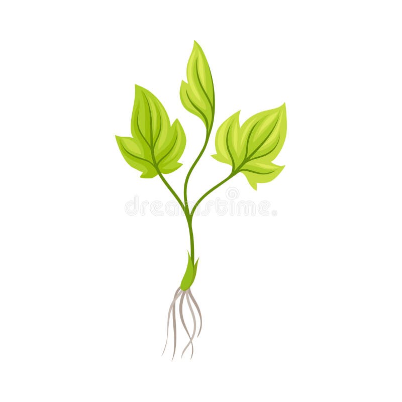 Sprout of Grape Plant with Weak Roots Isolated on White Background ...