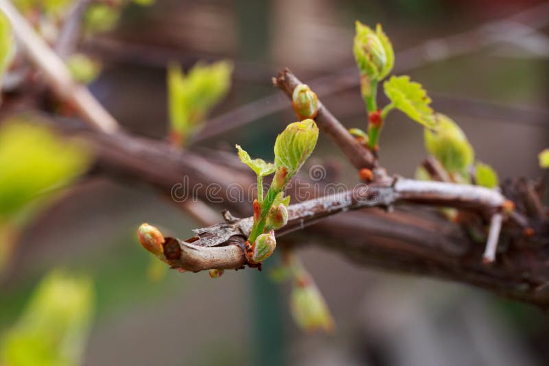 Sprout of grapes stock image. Image of nature, blooming - 173079251