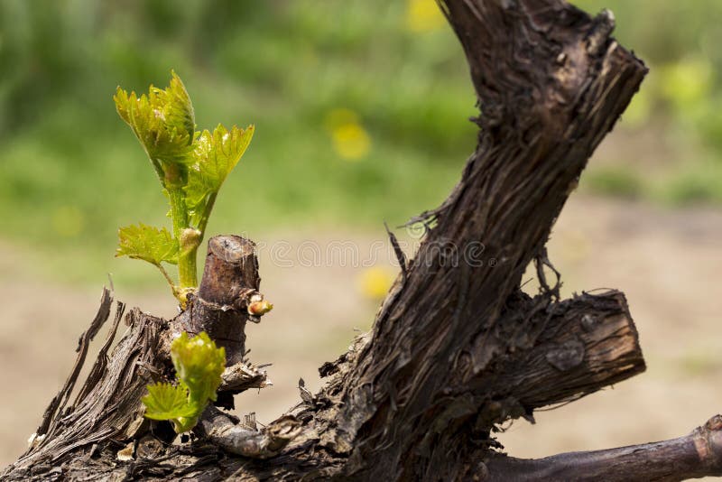 Sprout of grapes stock image. Image of seedling, grape - 73944745