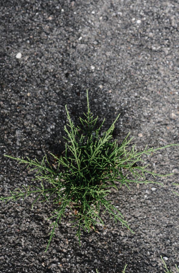 A Sprout of Grass Sprouts through the Asphalt Making a Crack. Grass ...