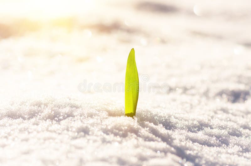 Sprout of green grass stock photo. Image of lush, outdoor - 67056528