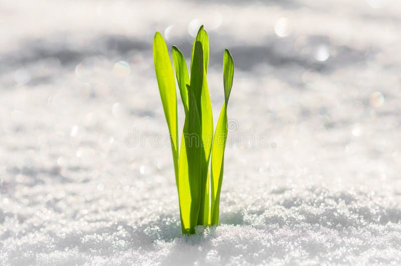 Sprout of green grass stock photo. Image of lush, fruit - 67056554