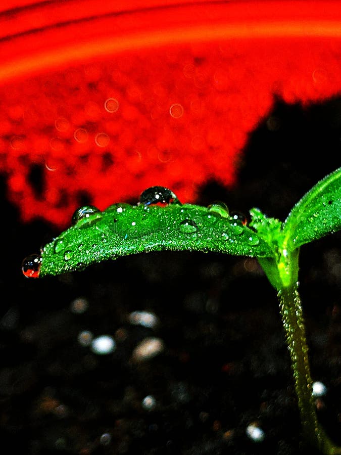 Sprout stock image. Image of orange, sprout, leaves - 142958573