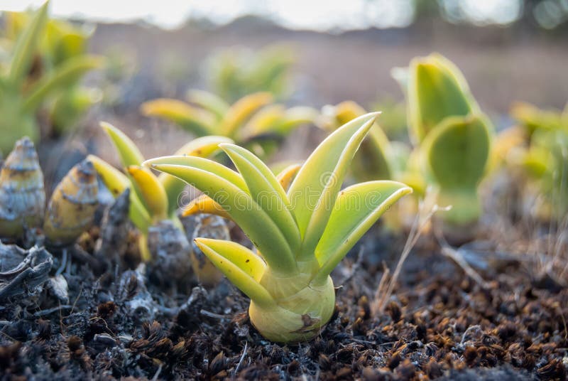 Sprout stock photo. Image of leaf, details, forest, background - 57252218
