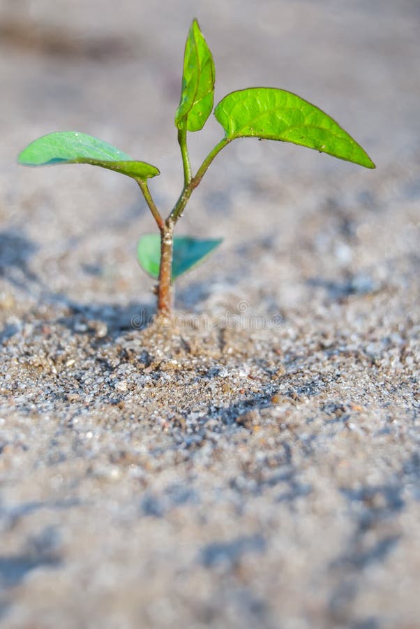 Sprout in ground stock image. Image of environmental - 54131013
