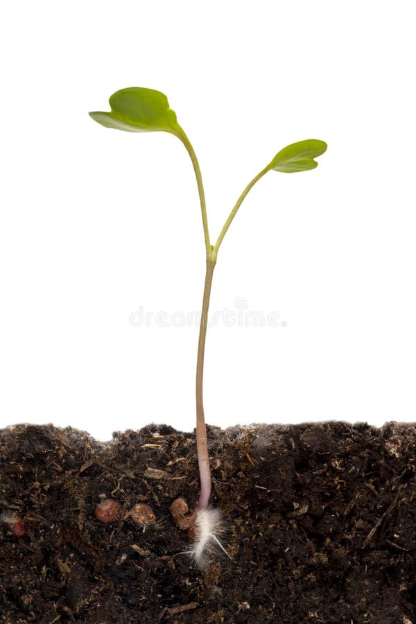 109 Seed Underground Sprout Stock Photos - Free & Royalty-Free Stock ...