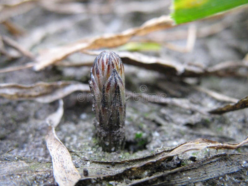 Sprout from the ground stock image. Image of blade, green - 69006879