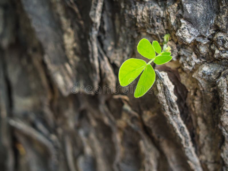 Sprout grow on the tree stock image. Image of environment - 106889905
