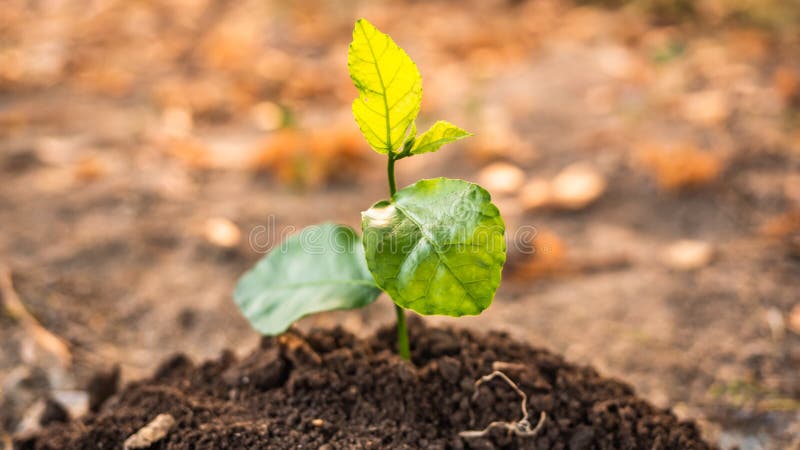 Sprout Growing from Dry Ground. Earth Day Save Environment Concept ...